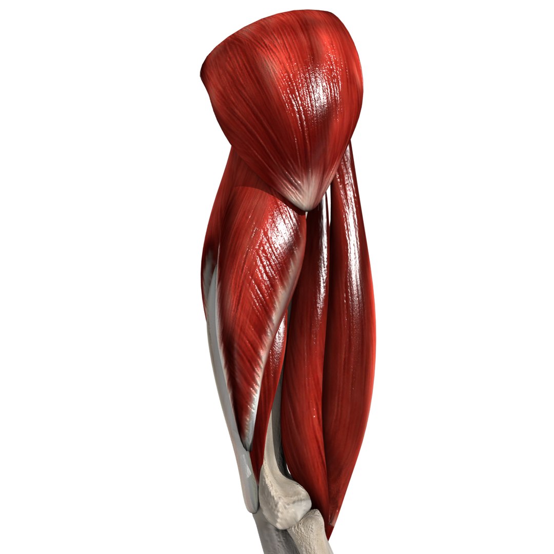 3D model upper arm muscle group - TurboSquid 1519894