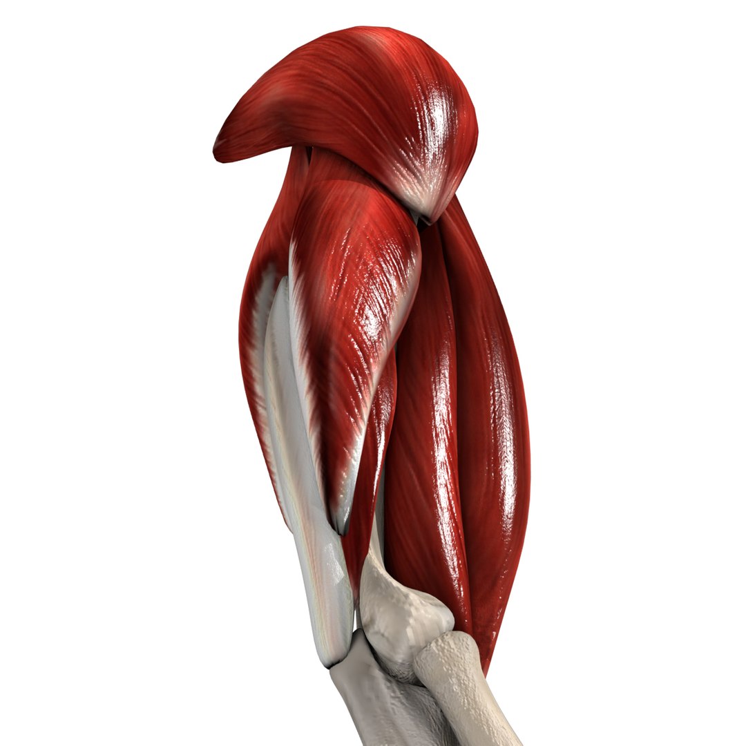 3D model upper arm muscle group - TurboSquid 1519894