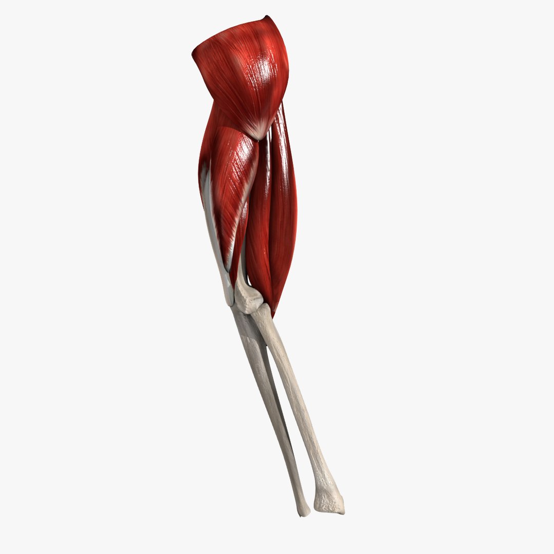 3D model upper arm muscle group - TurboSquid 1519894