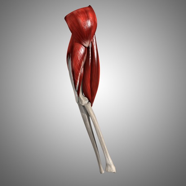 3D model upper arm muscle group - TurboSquid 1519894