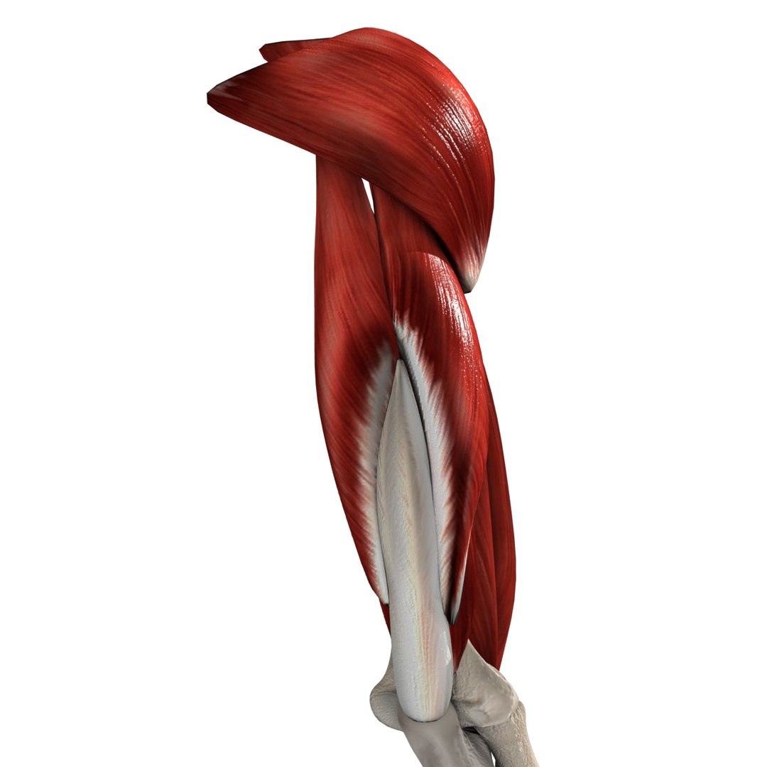 3D model upper arm muscle group - TurboSquid 1519894