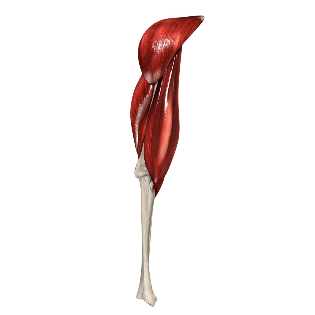 3D model upper arm muscle group - TurboSquid 1519894