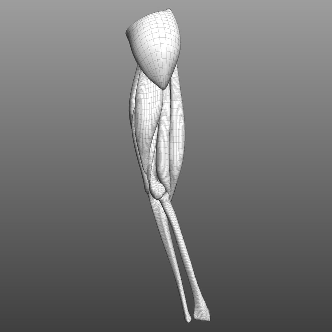 3D model upper arm muscle group - TurboSquid 1519894
