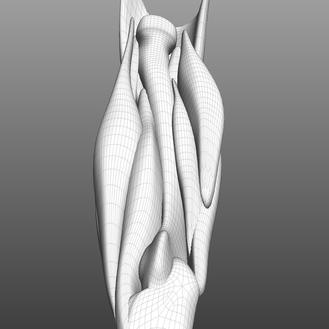 3D model upper arm muscle group - TurboSquid 1519894