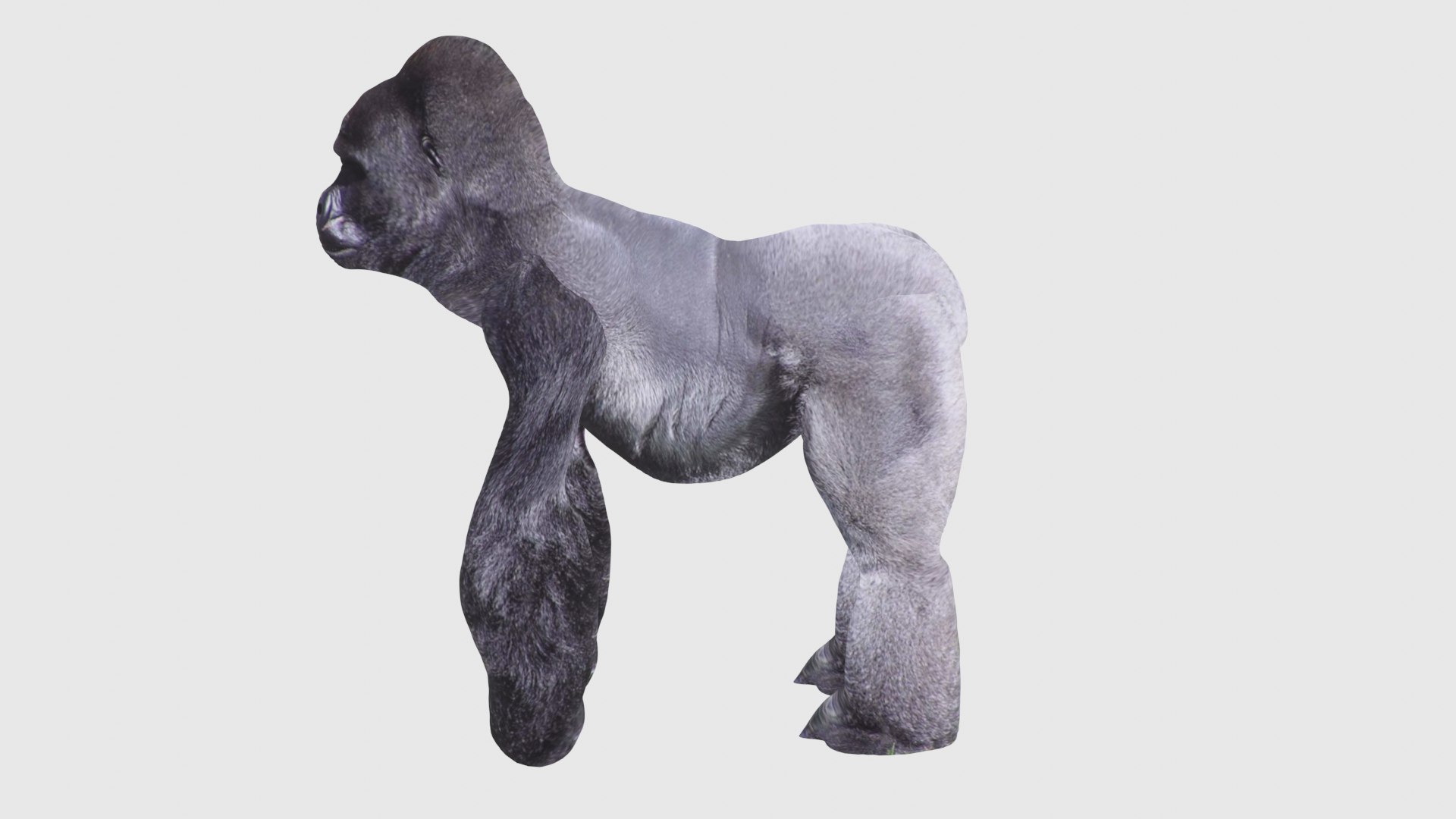 Gorilla Model - TurboSquid 1876130