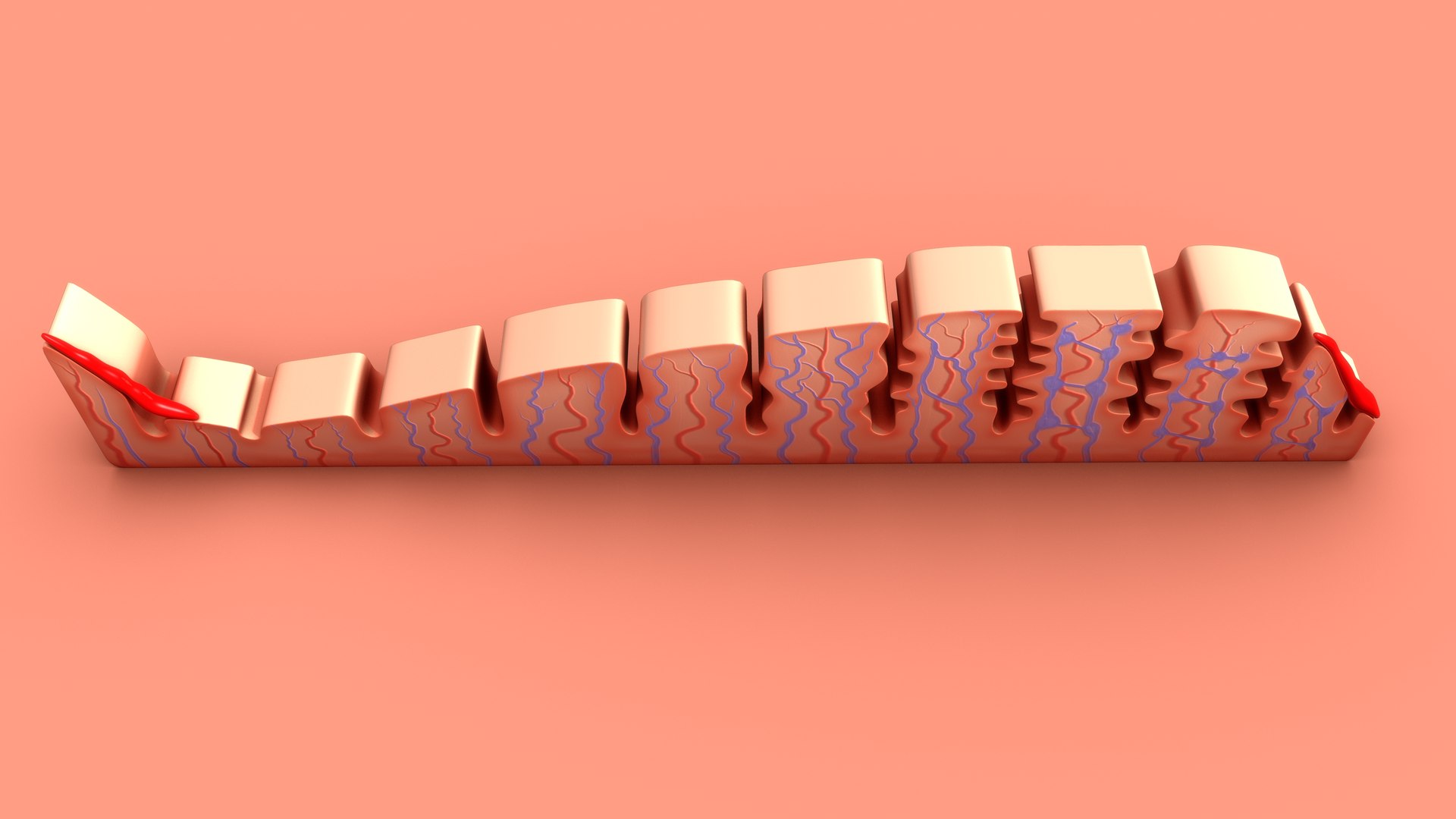 3D Menstrual Cycle Stages - TurboSquid 2184600