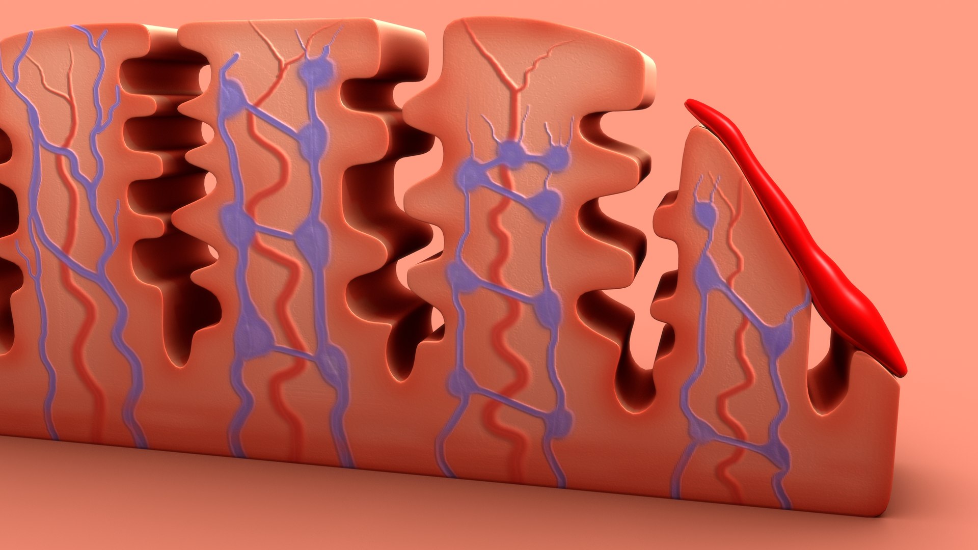 3D Menstrual Cycle Stages - TurboSquid 2184600