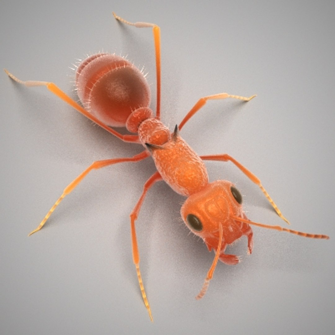 Red Ant Lwo