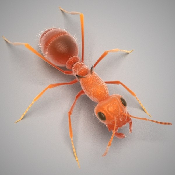 red ant lwo