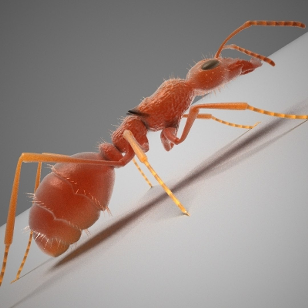 Red Ant Lwo