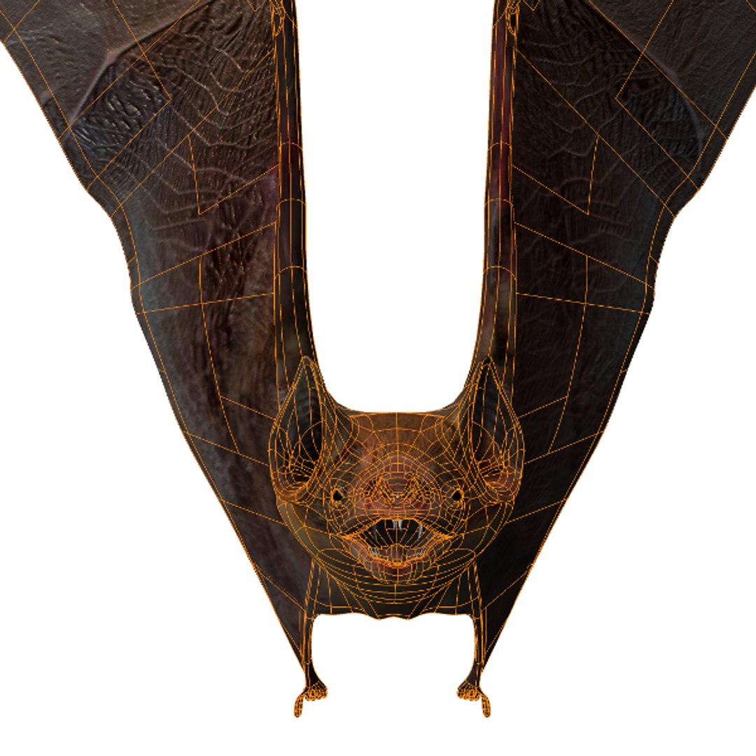 3d Vampire Bat Model