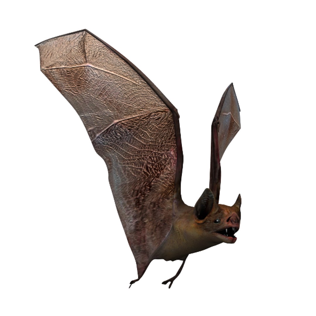 Vampire Bat 3d Model 3d Model Vampire Vampire Bat With Fur (Rigged)