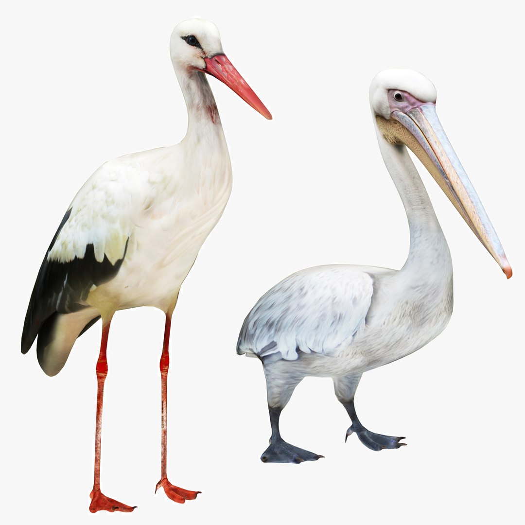 Stork And Pelican Collection 3D - TurboSquid 2339242