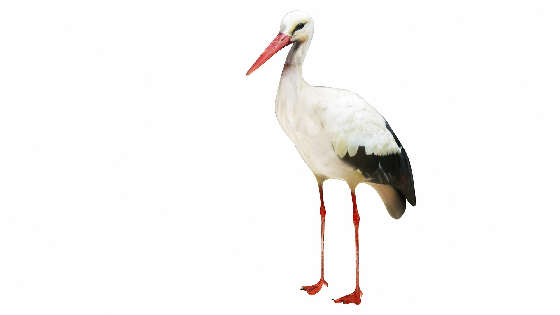 Stork And Pelican Collection 3D - TurboSquid 2339242