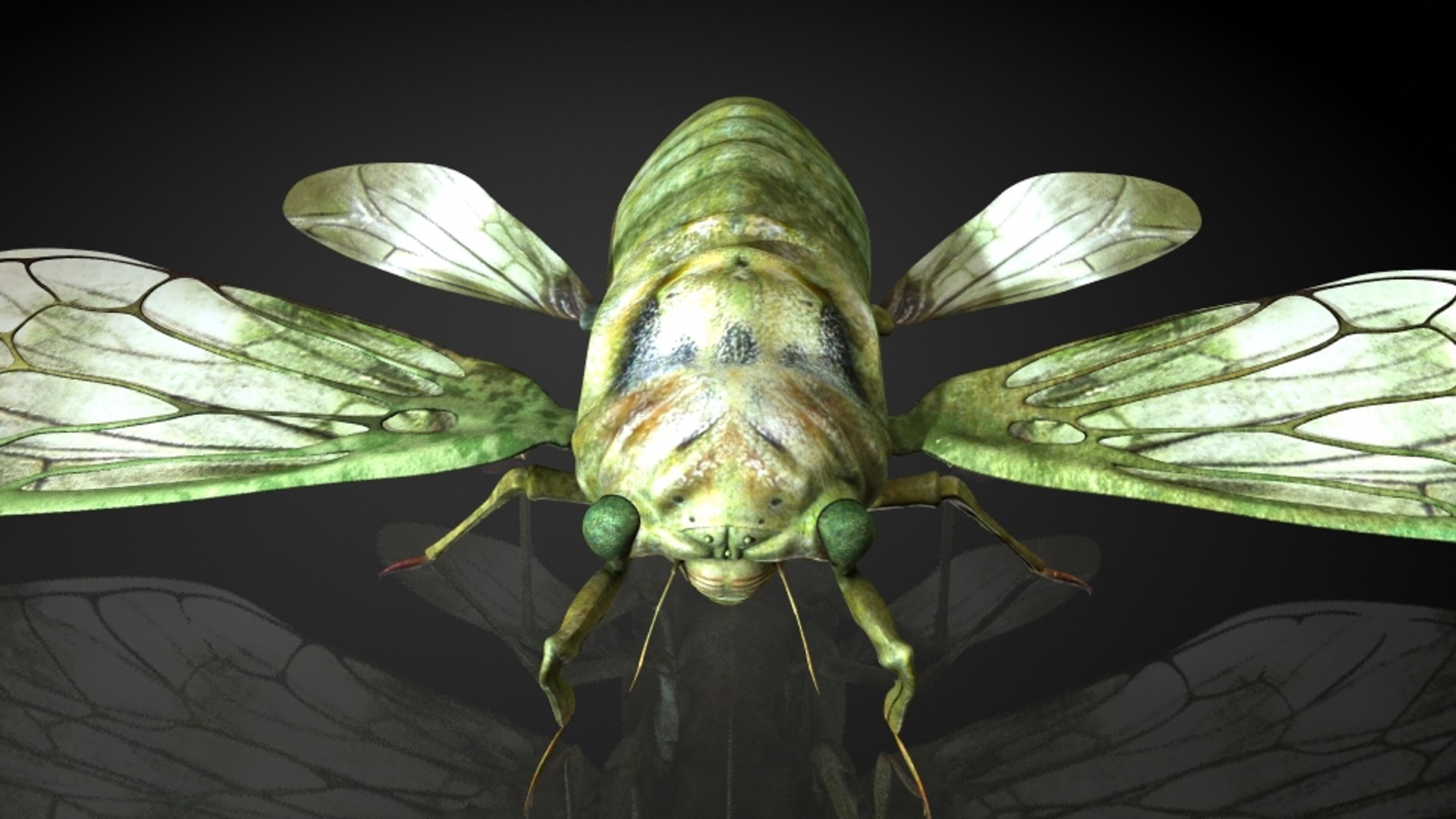 3D Model Insect - TurboSquid 1214940