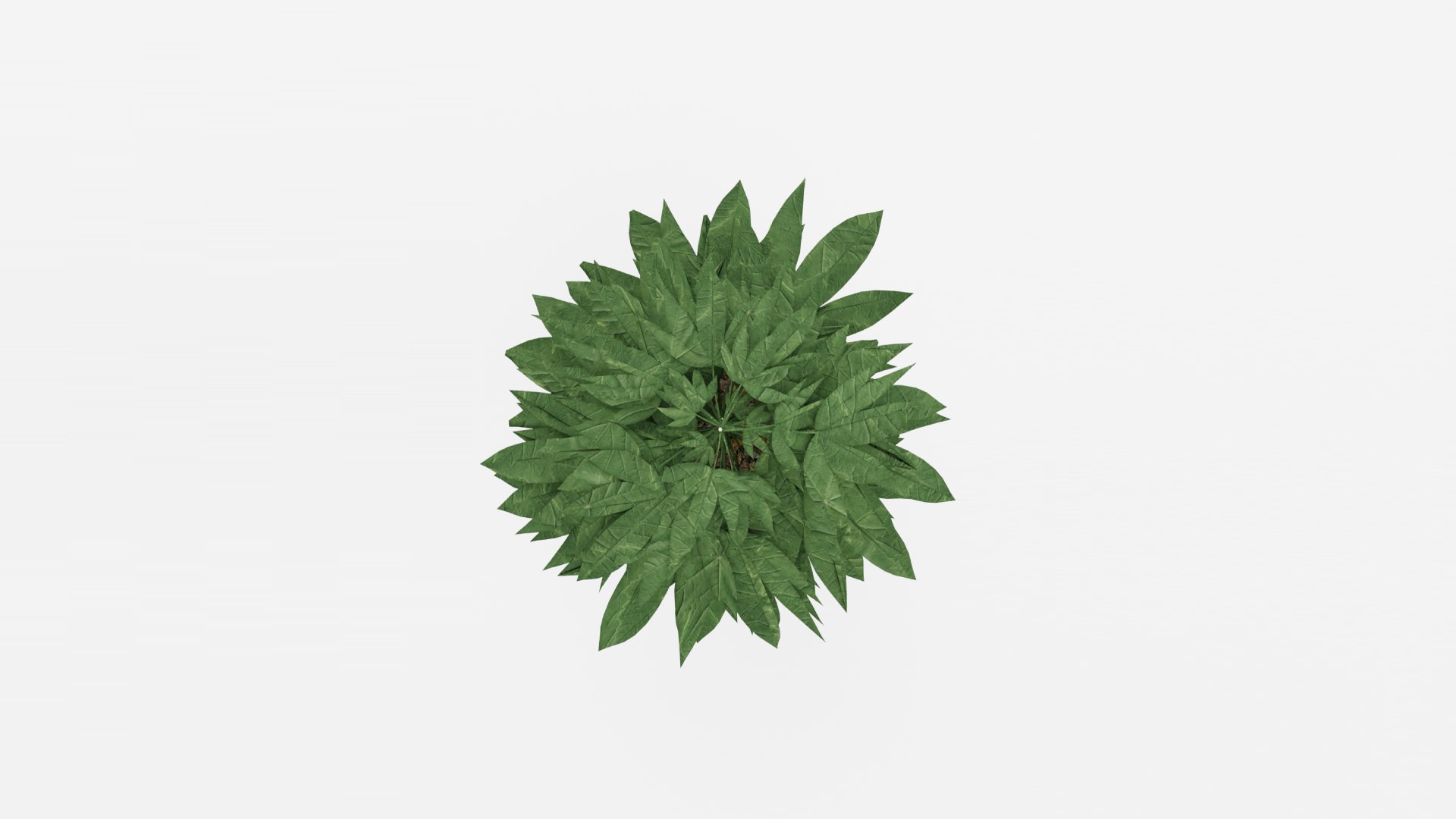 Cassava Manihot Esculenta Plant Pot 3D - TurboSquid 1698544