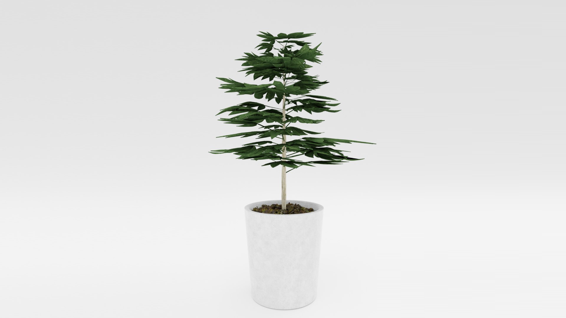 Cassava Manihot Esculenta Plant Pot 3D - TurboSquid 1698544