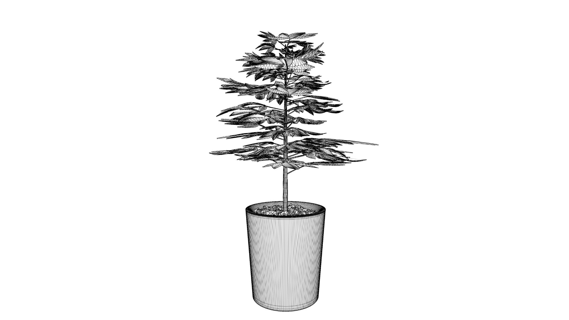 Cassava Manihot Esculenta Plant Pot 3D - TurboSquid 1698544