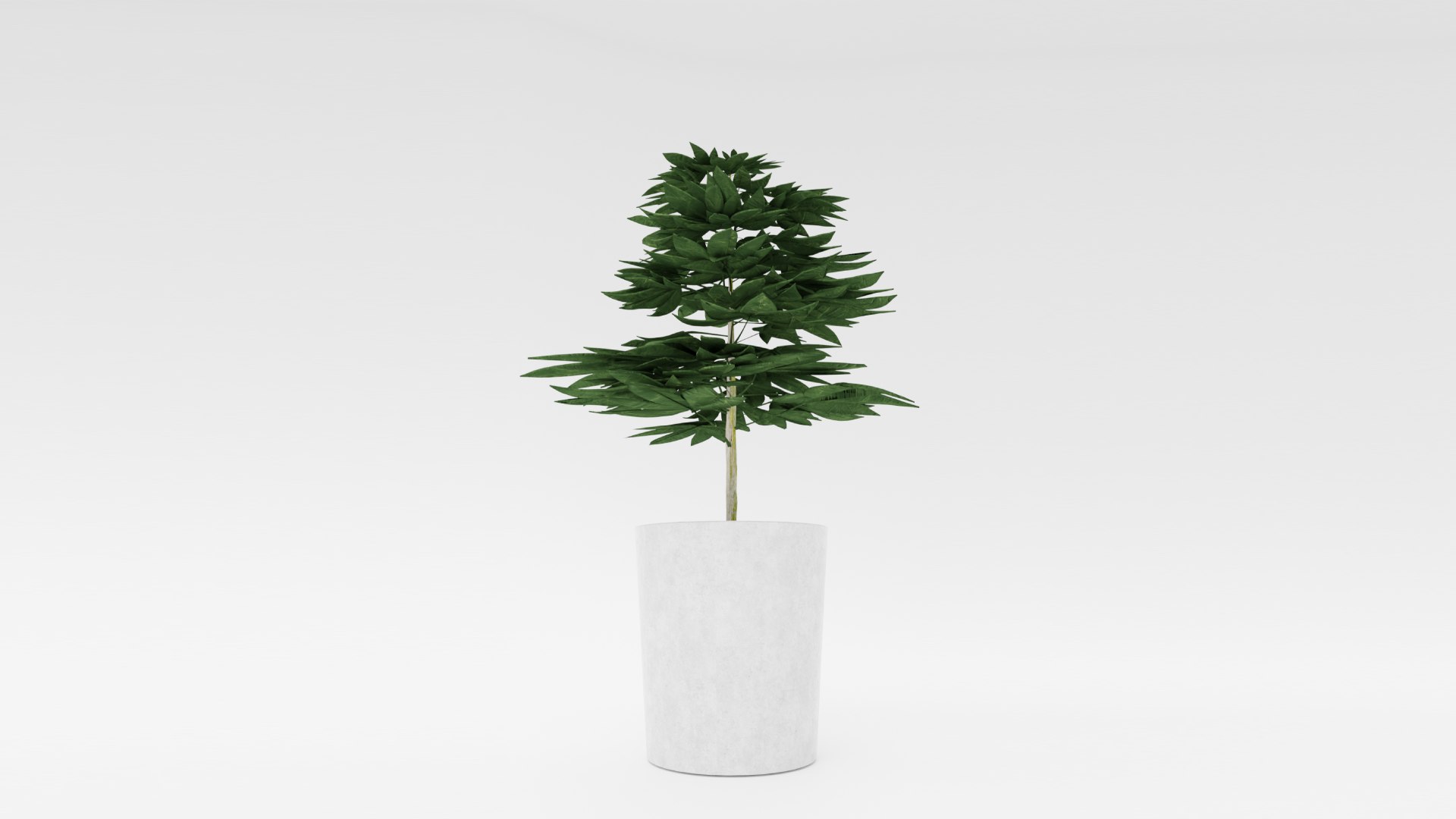 Cassava Manihot Esculenta Plant Pot 3D - TurboSquid 1698544