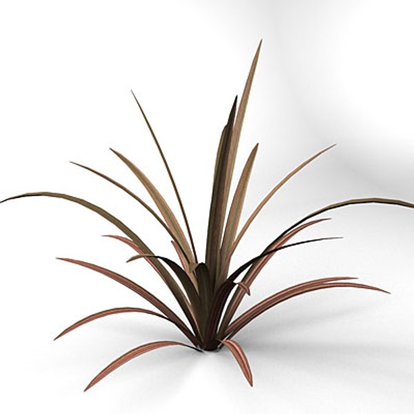phormium tenax sundowner plant 3d model