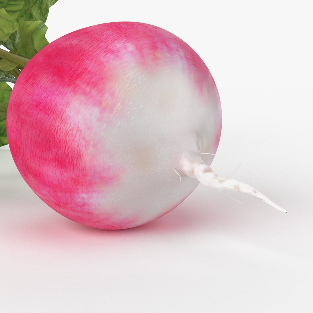 Realistic Red Radish Real 3d Model