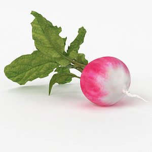realistic beetroot real vegetables 3d model