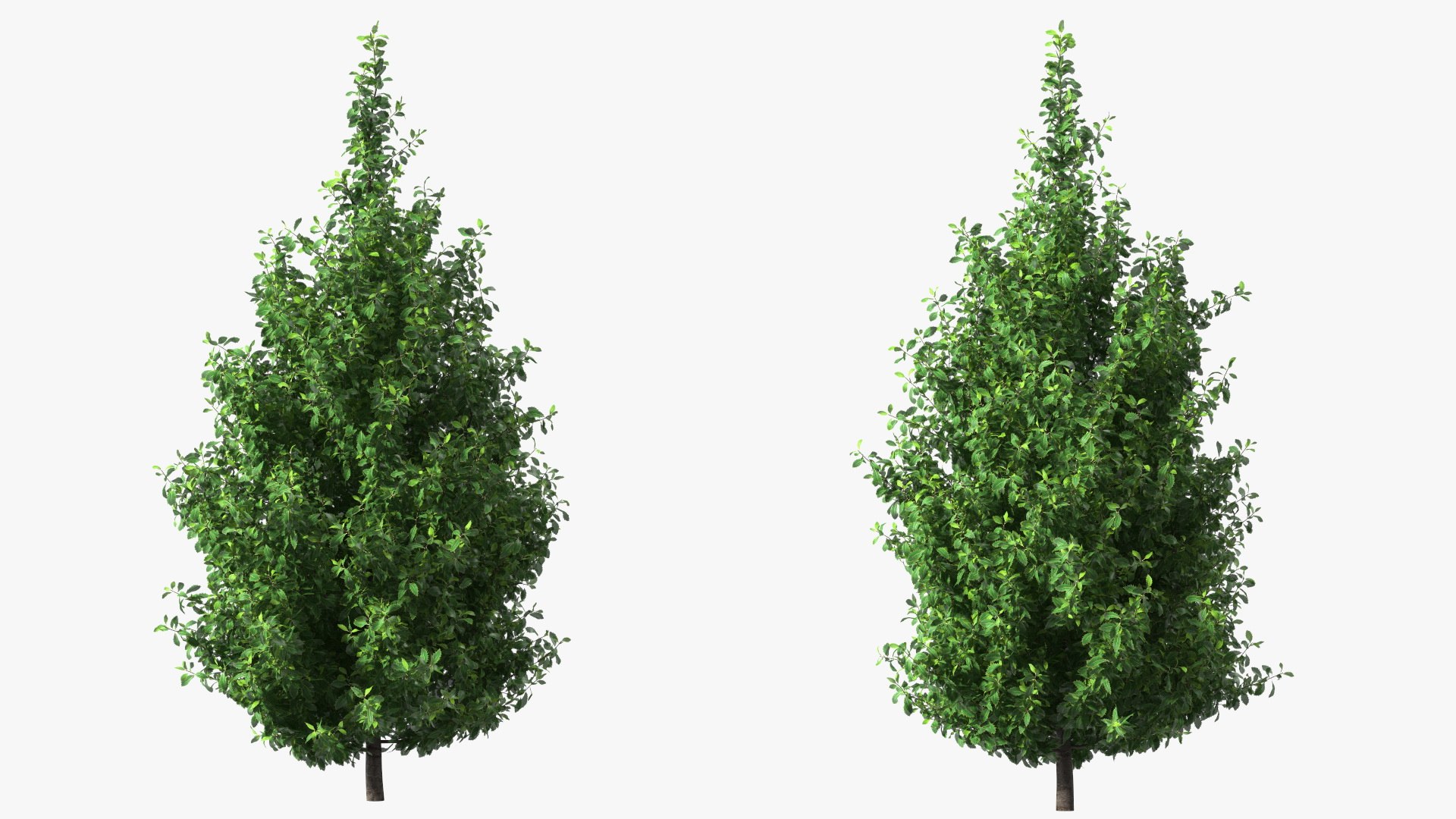 Holly Tree 3D Model - TurboSquid 1870634