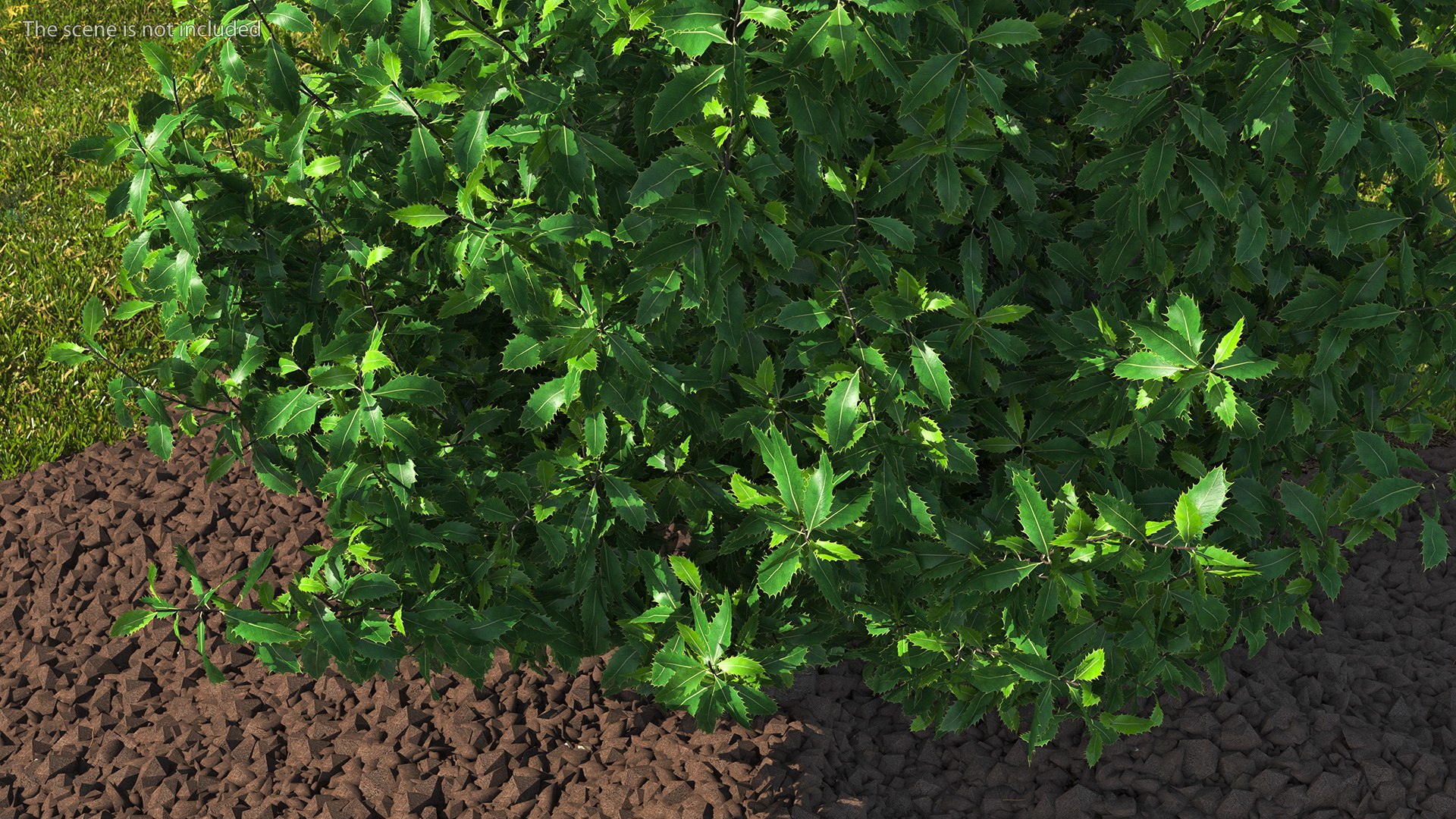 Holly Tree 3D Model - TurboSquid 1870634