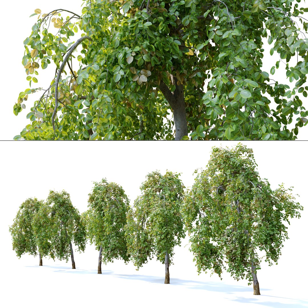 3D Model Two Weeping Tree - TurboSquid 1949439