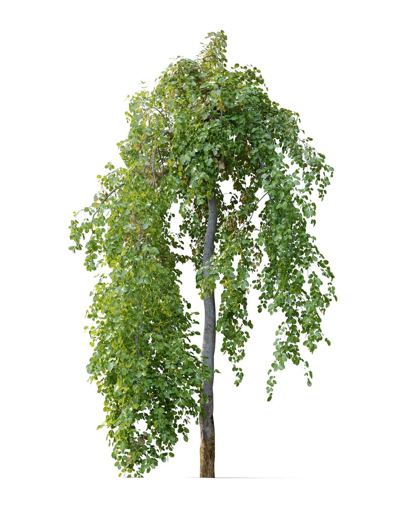 3D Model Two Weeping Tree - TurboSquid 1949439
