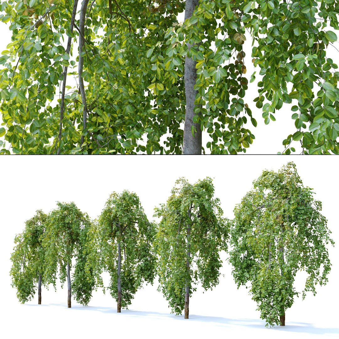 3D Model Two Weeping Tree - TurboSquid 1949439