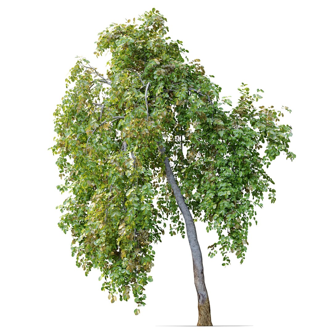 3D Model Two Weeping Tree - TurboSquid 1949439