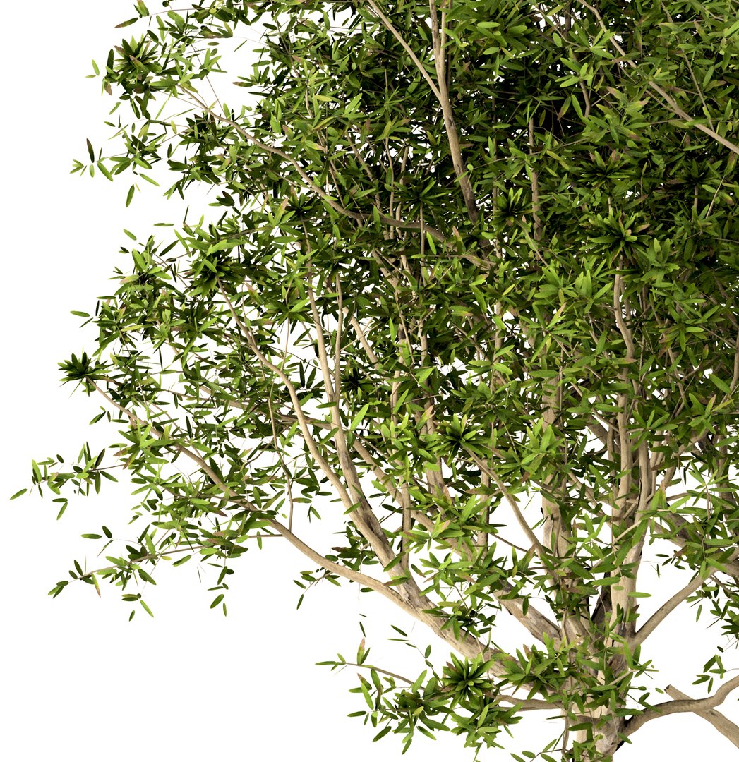 Set Of Broad Leaved Paperbark Trees Melaleuca Quinquenervia 3 Trees 3D ...