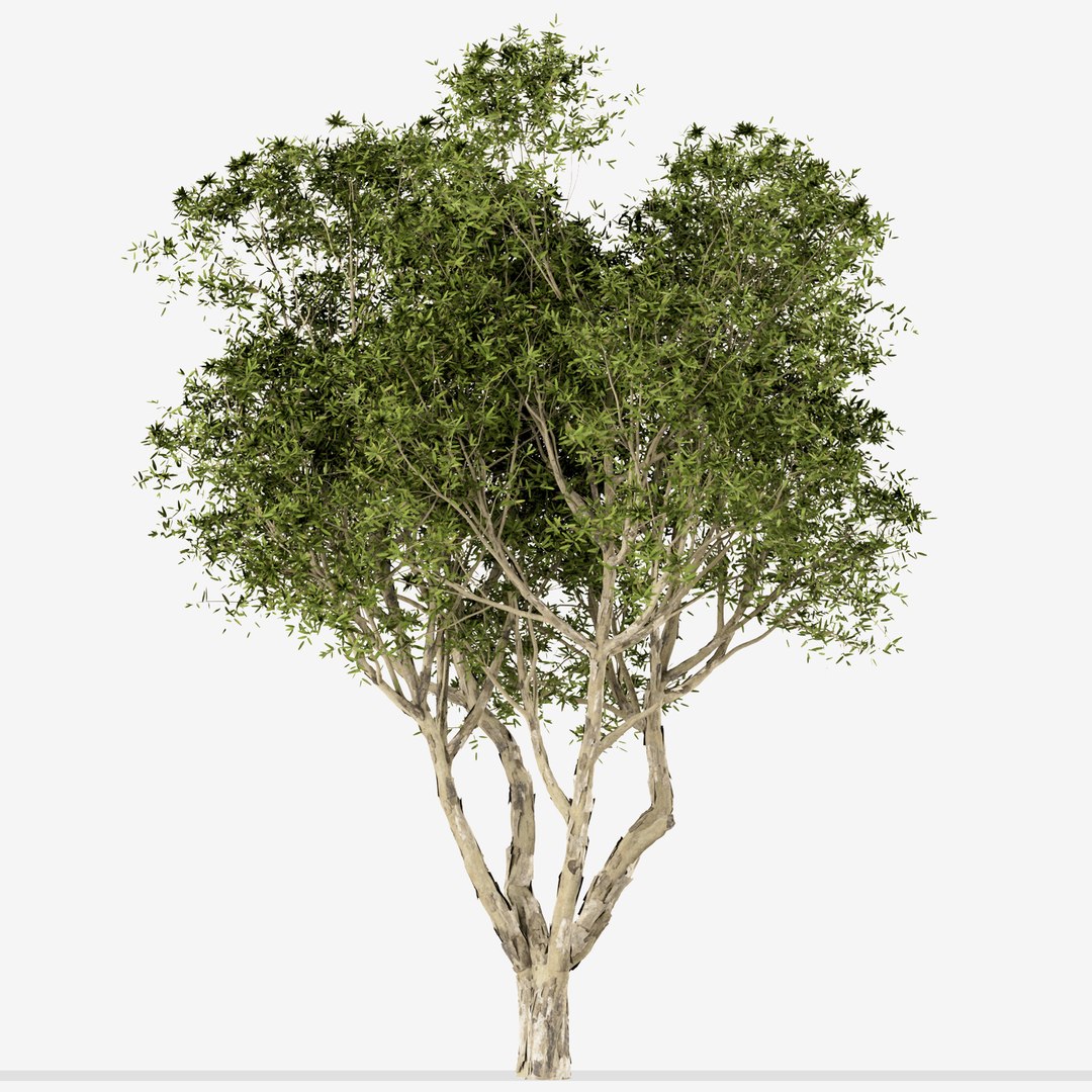 Set Of Broad Leaved Paperbark Trees Melaleuca Quinquenervia 3 Trees 3D ...