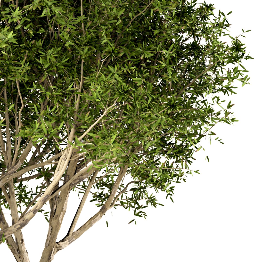 Set Of Broad Leaved Paperbark Trees Melaleuca Quinquenervia 3 Trees 3D ...