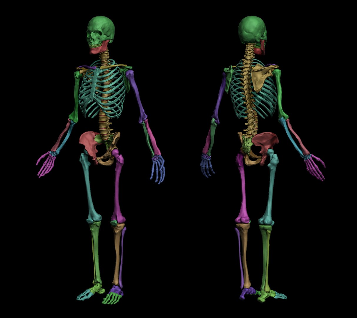 Anatomical Human Skeleton 3D Model - TurboSquid 1363392