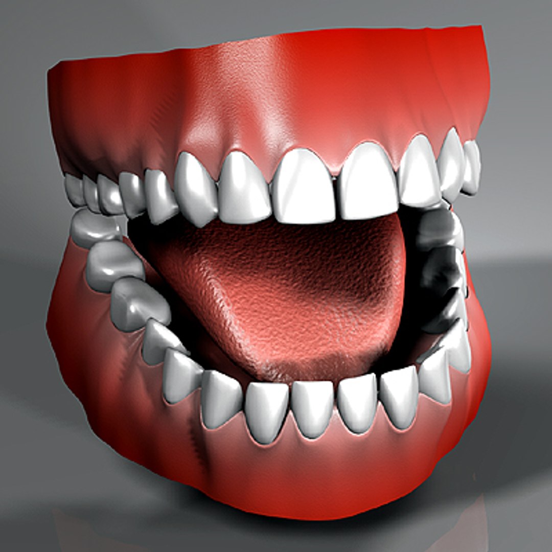 3d Model Human Mouth