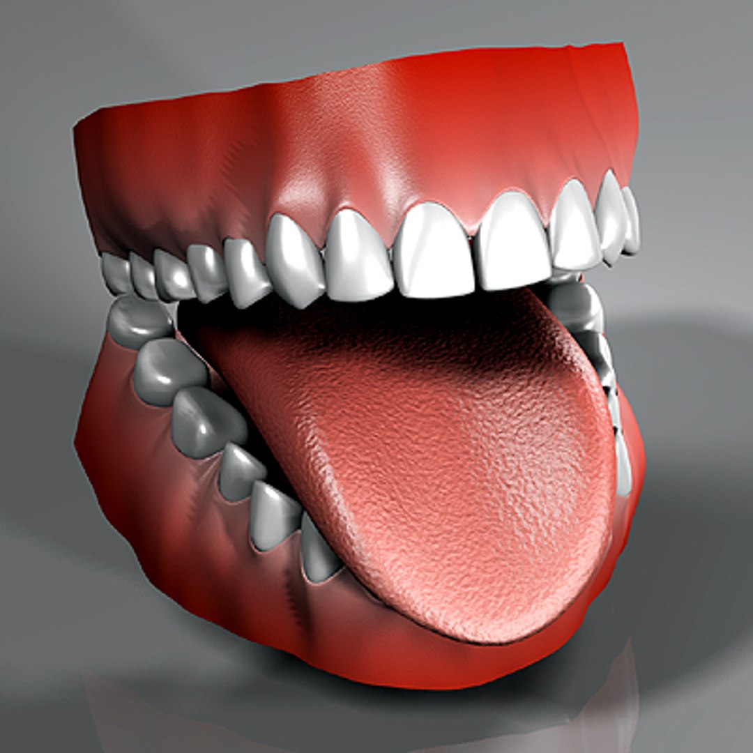 3d Model Human Mouth
