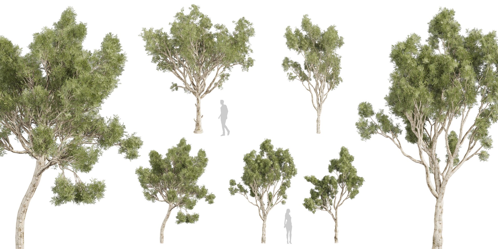 Collection Plant Vol 574 - Eucalyptus - Scoparia - Tree - Blender Model ...