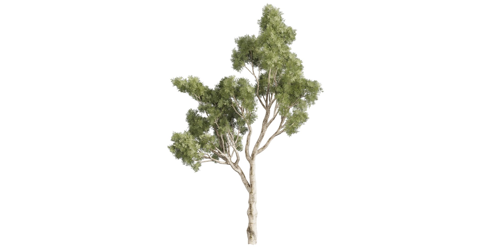 Collection Plant Vol 574 - Eucalyptus - Scoparia - Tree - Blender Model ...