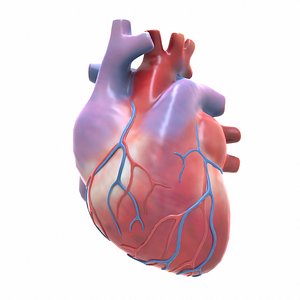 Download 3D Human Heart STL Models - TurboSquid