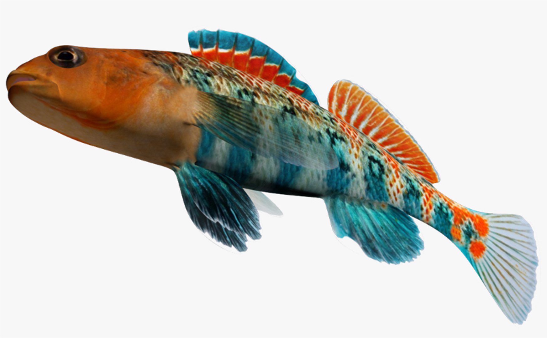 Darter Fish X