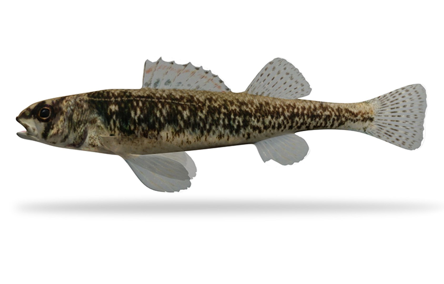 Darter Fish X