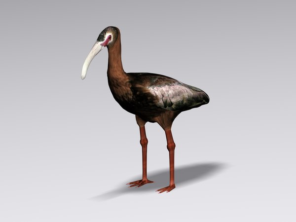 3D Ibis Models | TurboSquid