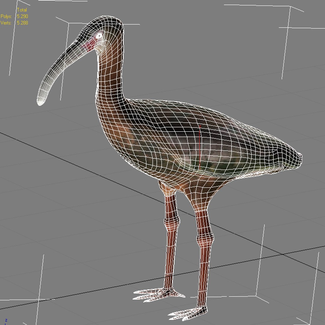 3ds White Faced Ibis