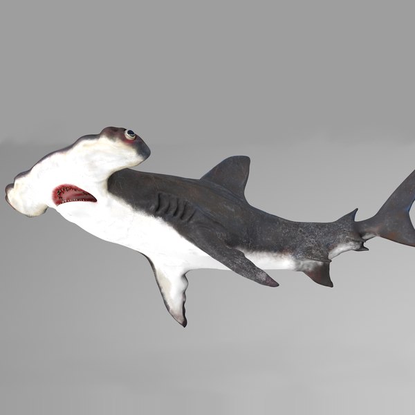 Shark Head 3D Models for Download | TurboSquid