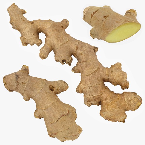 Ginger root 02 3D model - TurboSquid 1399232