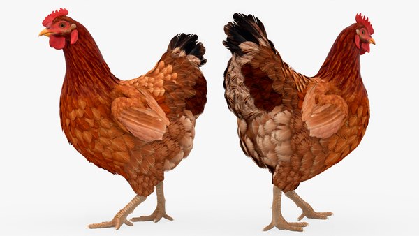 3D модель Анимированная модель шагающей курицы, созданная для Blender ...