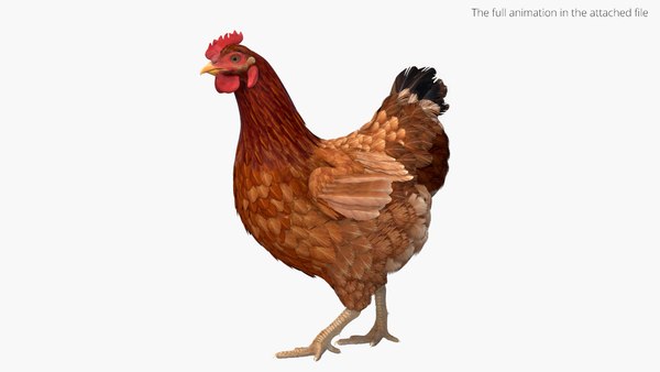 modèle 3D de Poulet marchant animé et riggé pour Blender - TurboSquid ...