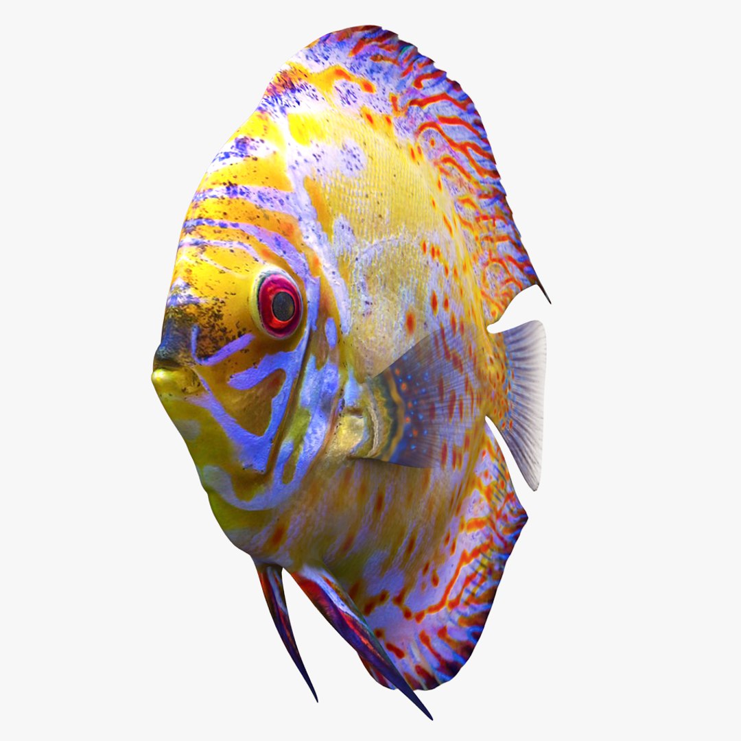 Discus Fish 3D - TurboSquid 1293064